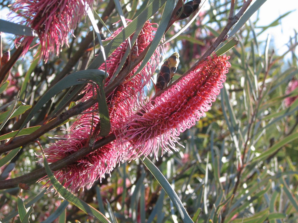 Hakea multilineata - Trevor's Travels