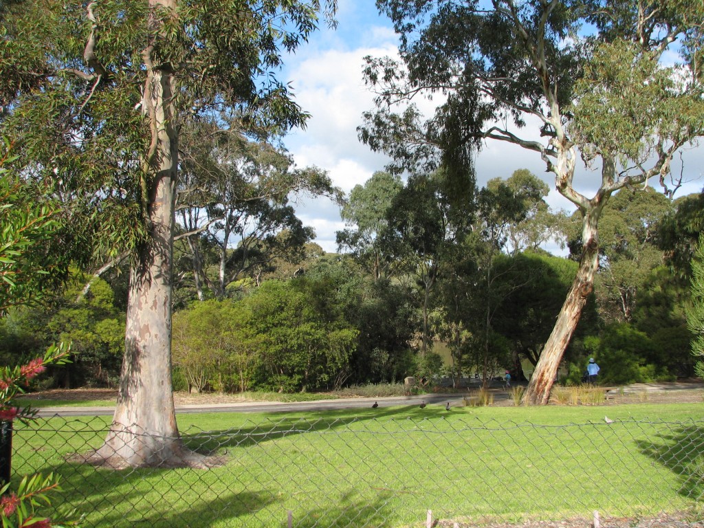 Wittunga Botanic Gardens - Trevor's Travels