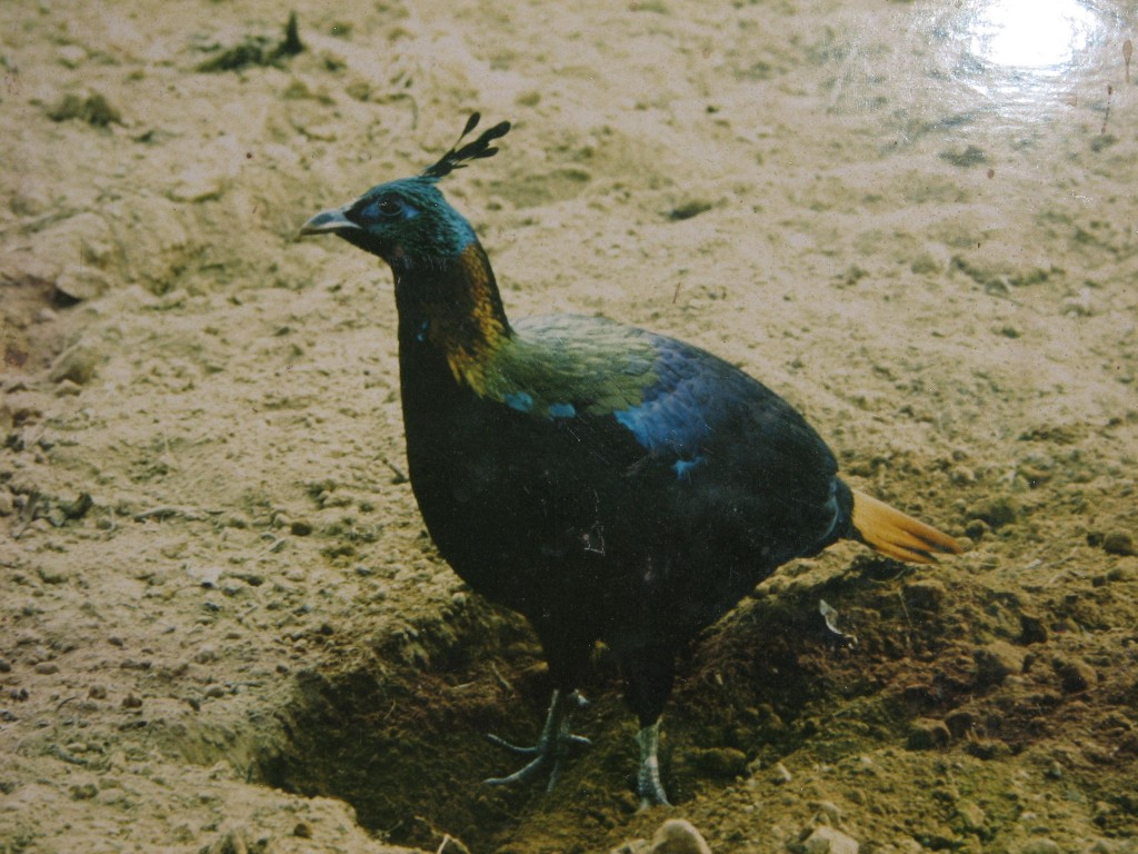 Himalayan Monal, Nepal's National Bird - Trevor's Travels