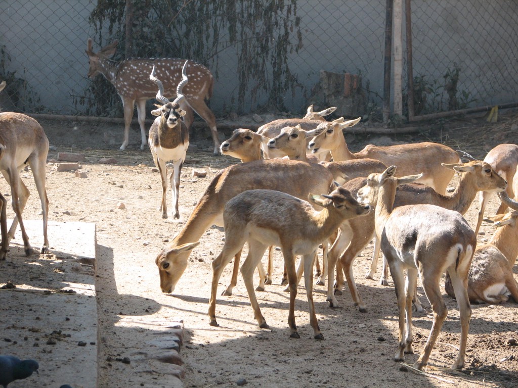 Spotted Deer and Black Buck in Central Zoo, Kathmandu - Trevor's Travels
