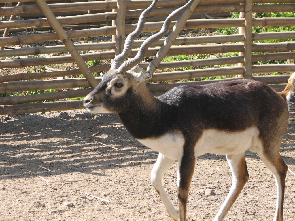 Black Buck in Central Zoo, Kathmandu - Trevor's Travels