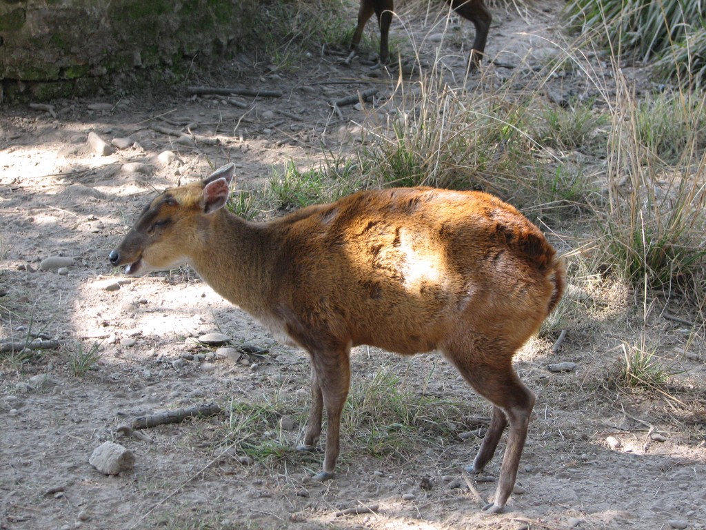 Barking Deer, Central Zoo Kathmandu - Trevor's Travels
