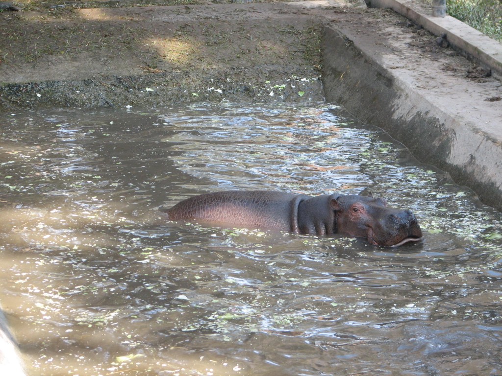 Hippopotamus, Central Zoo Kathmandu - Trevor's Travels
