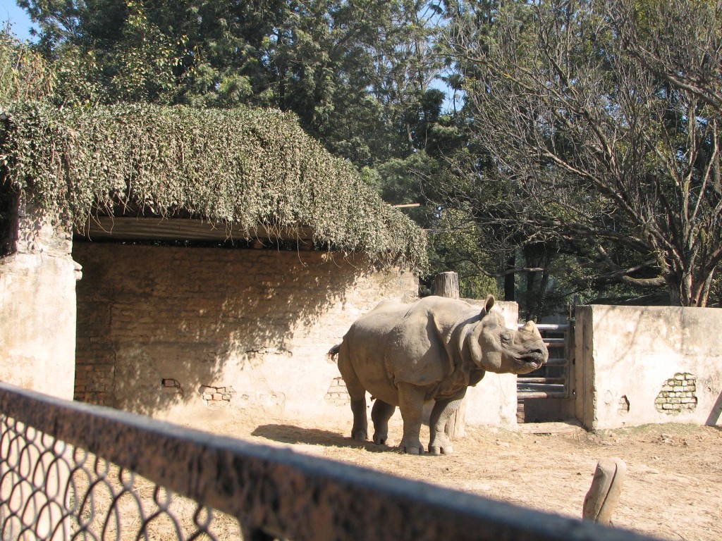 Rhinoceros, Central Zoo, Kathmandu - Trevor's Travels