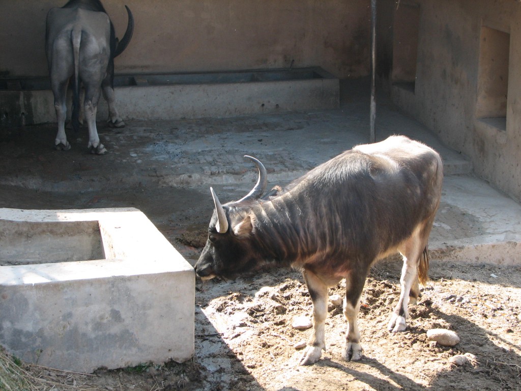 Wild Water Buffalo, Central Zoo, Kathmandu - Trevor's Travels