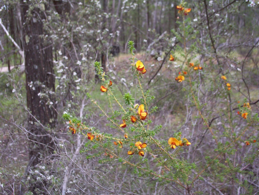 Wildflowers in Geebung NP NSW - Trevor's Travels