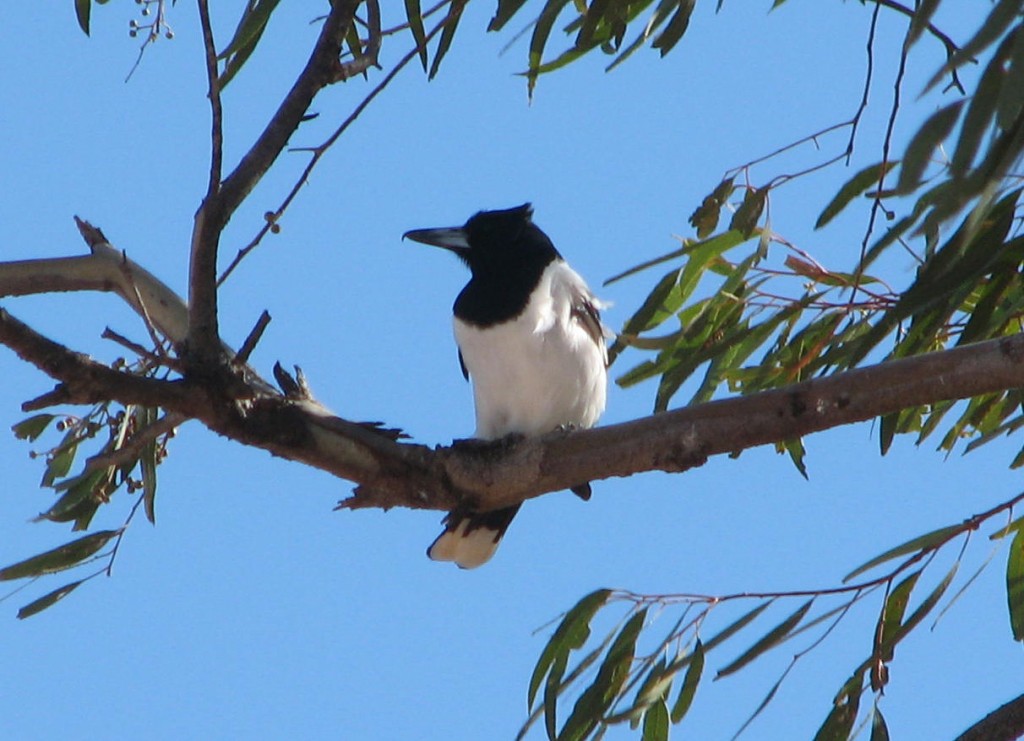 Pied Butcherbird - Trevor's Travels