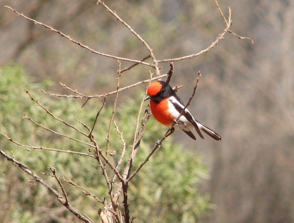 Red-capped Robin (male) - Trevor's Travels