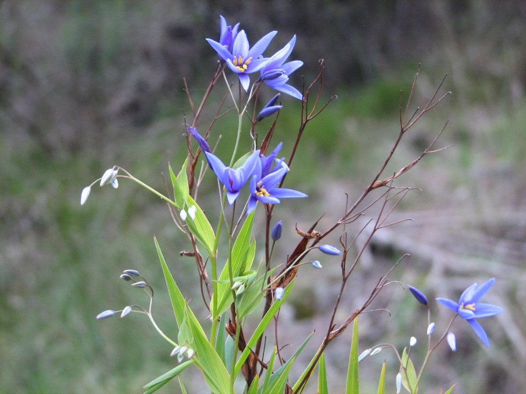 Nodding Blue Lily (Stypandra glauca) - Trevor's Travels