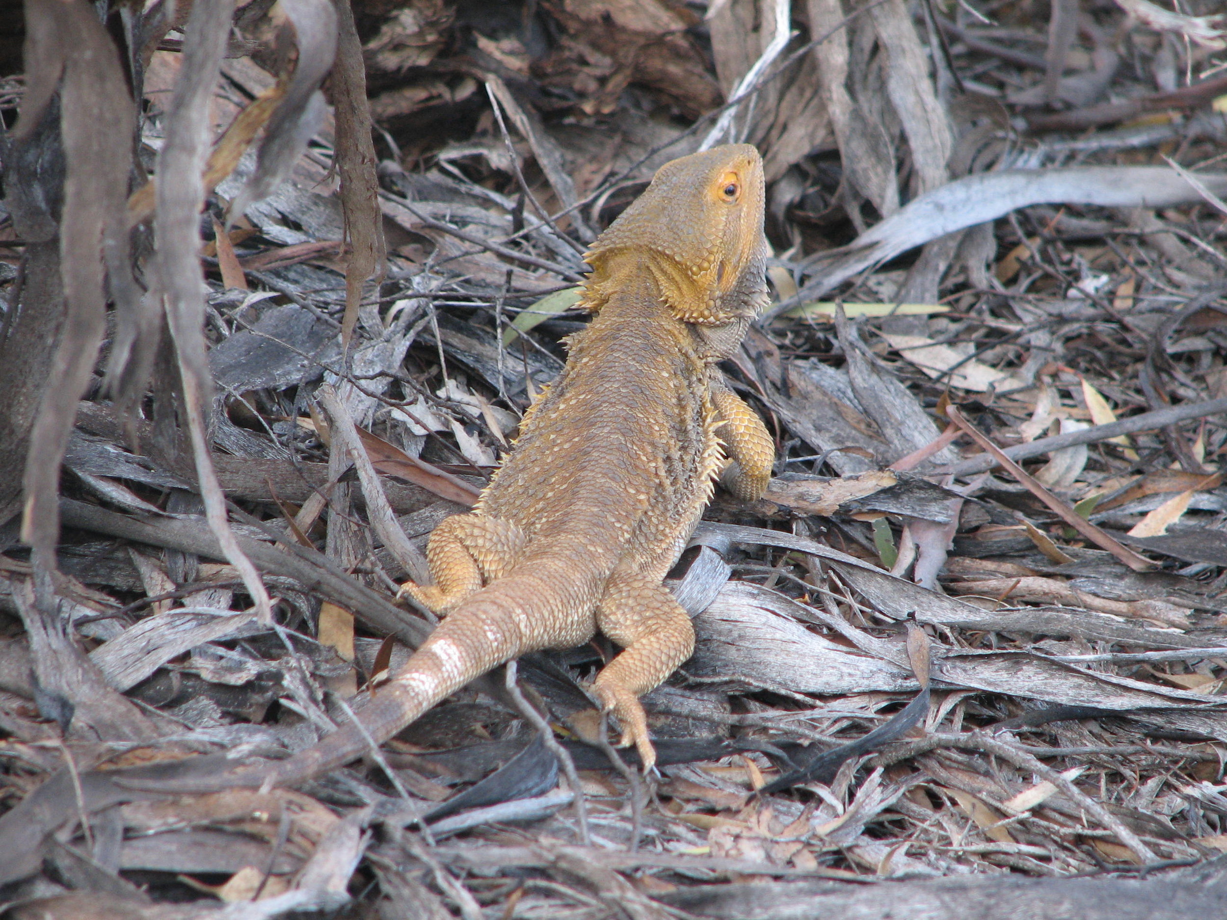 Bearded Dragon lizard, Murray-Sunset National Park - Trevor's Travels