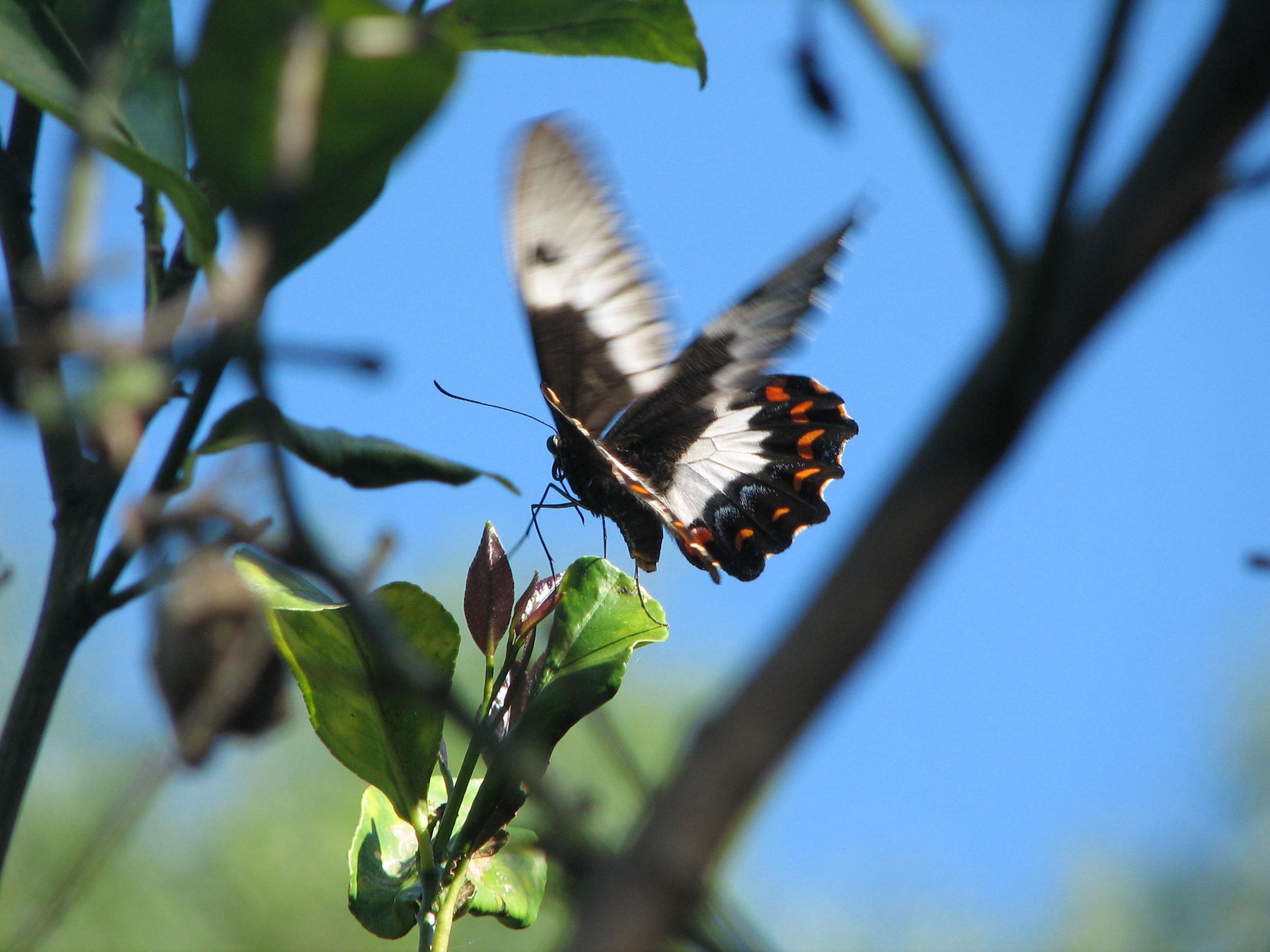 Dainty Swallowtail Papilio anactus - Trevor's Travels