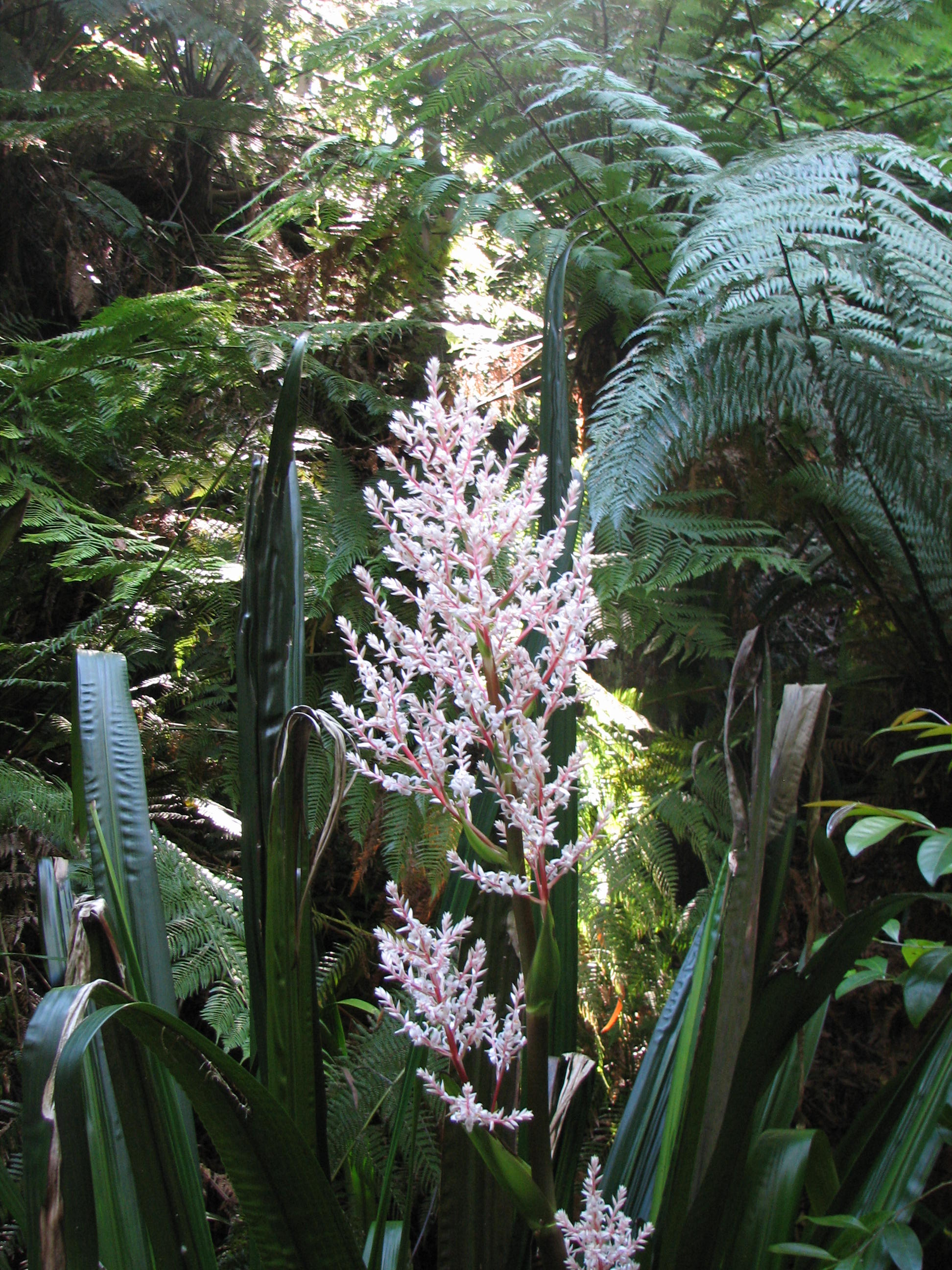 Flower in the fern gully, Australian National Botanic Gardens - Trevor ...