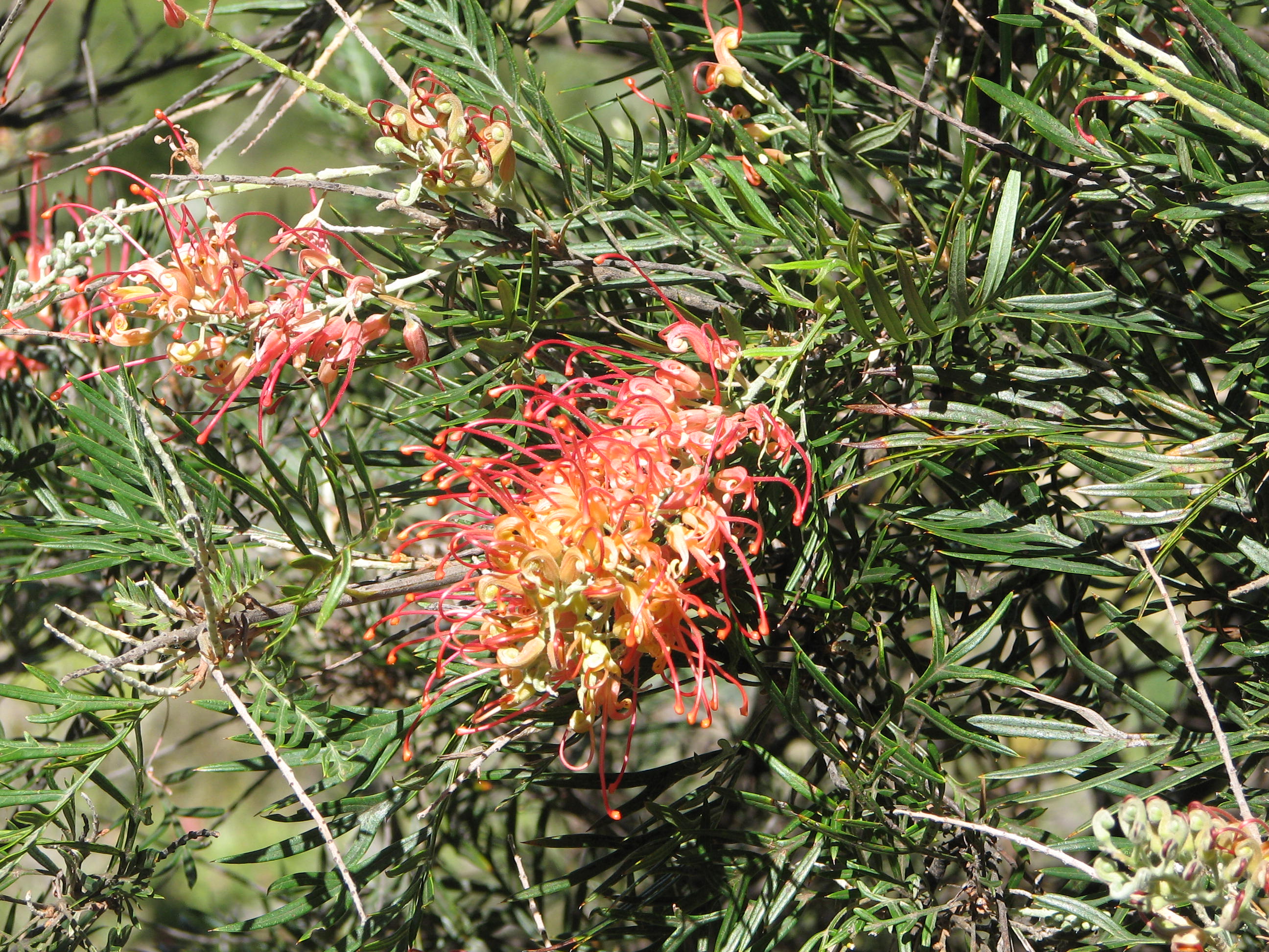 Flowers, Australian National Botanic Gardens, Canberra - Trevor's Travels