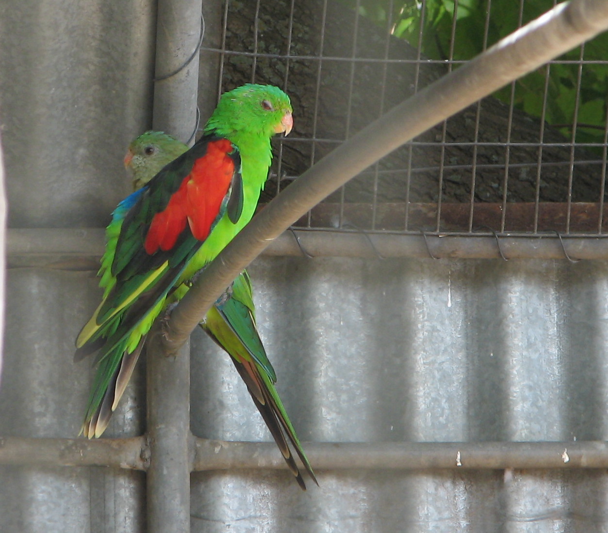 Red-winged Parrot in aviary, Pinnaroo, South Australia - Trevor's Travels