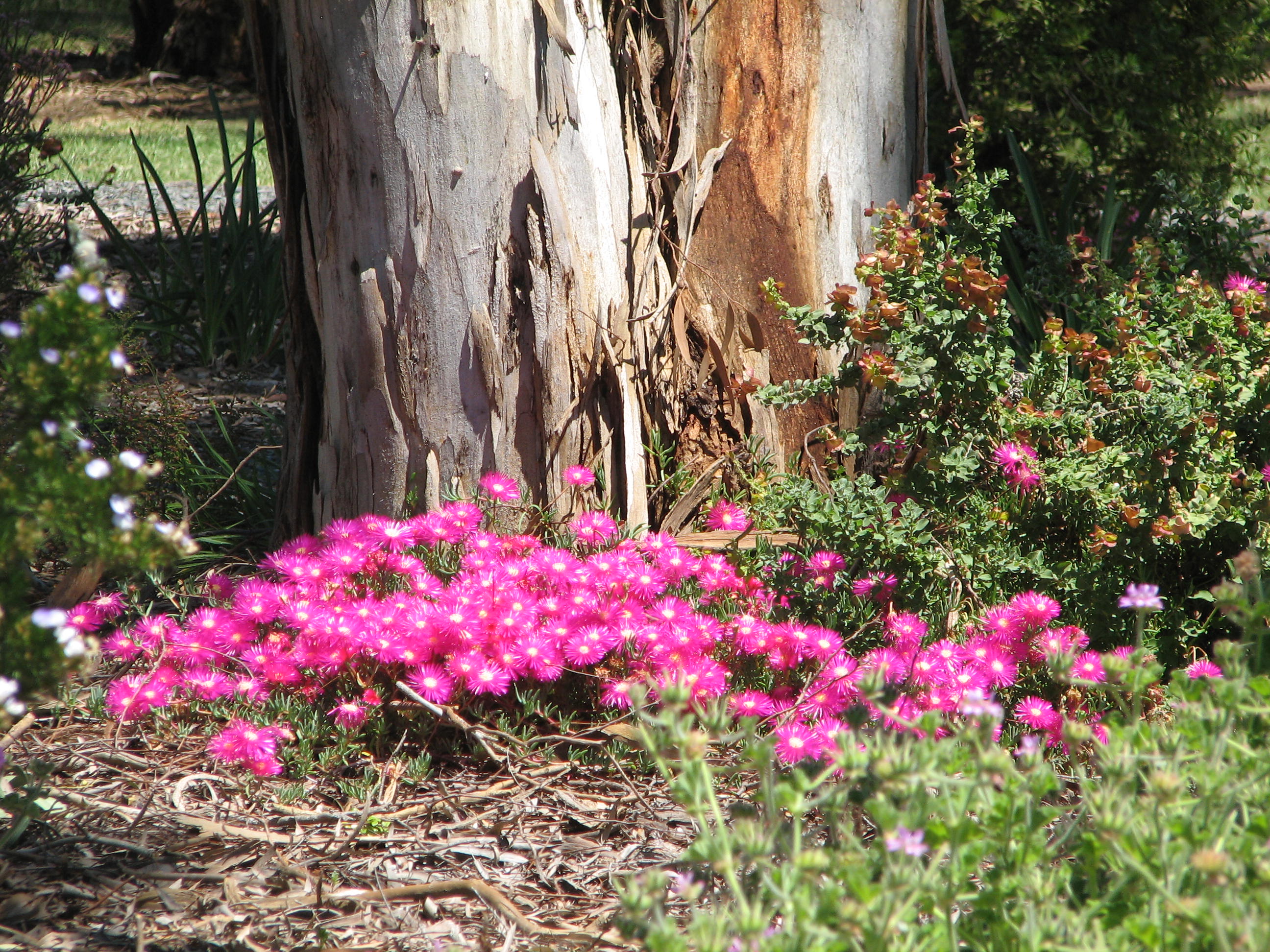 Wittunga Botanic Gardens, Blackwood, South Australia - Trevor's Travels