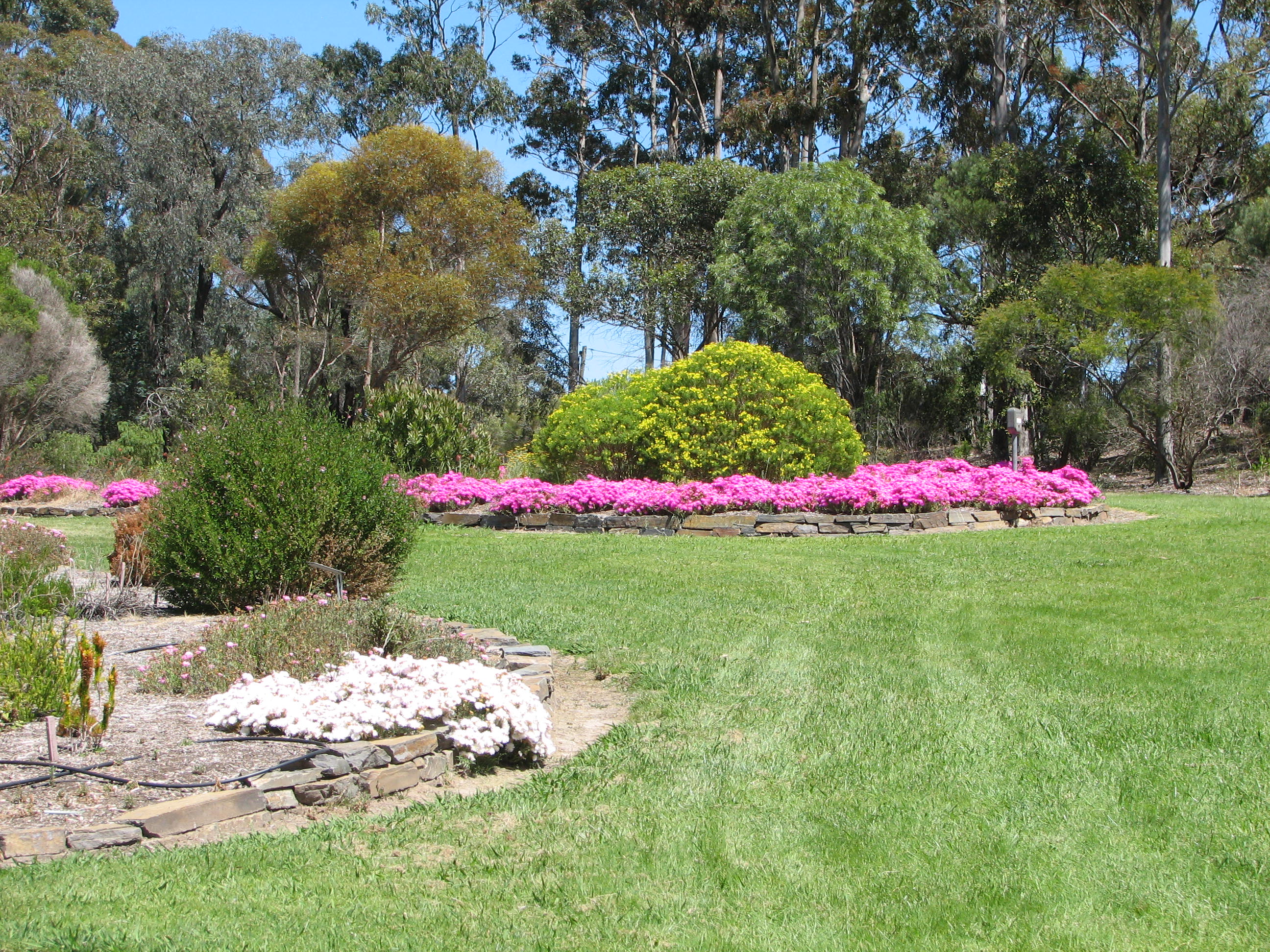 Wittunga Botanic Gardens, Blackwood, South Australia - Trevor's Travels