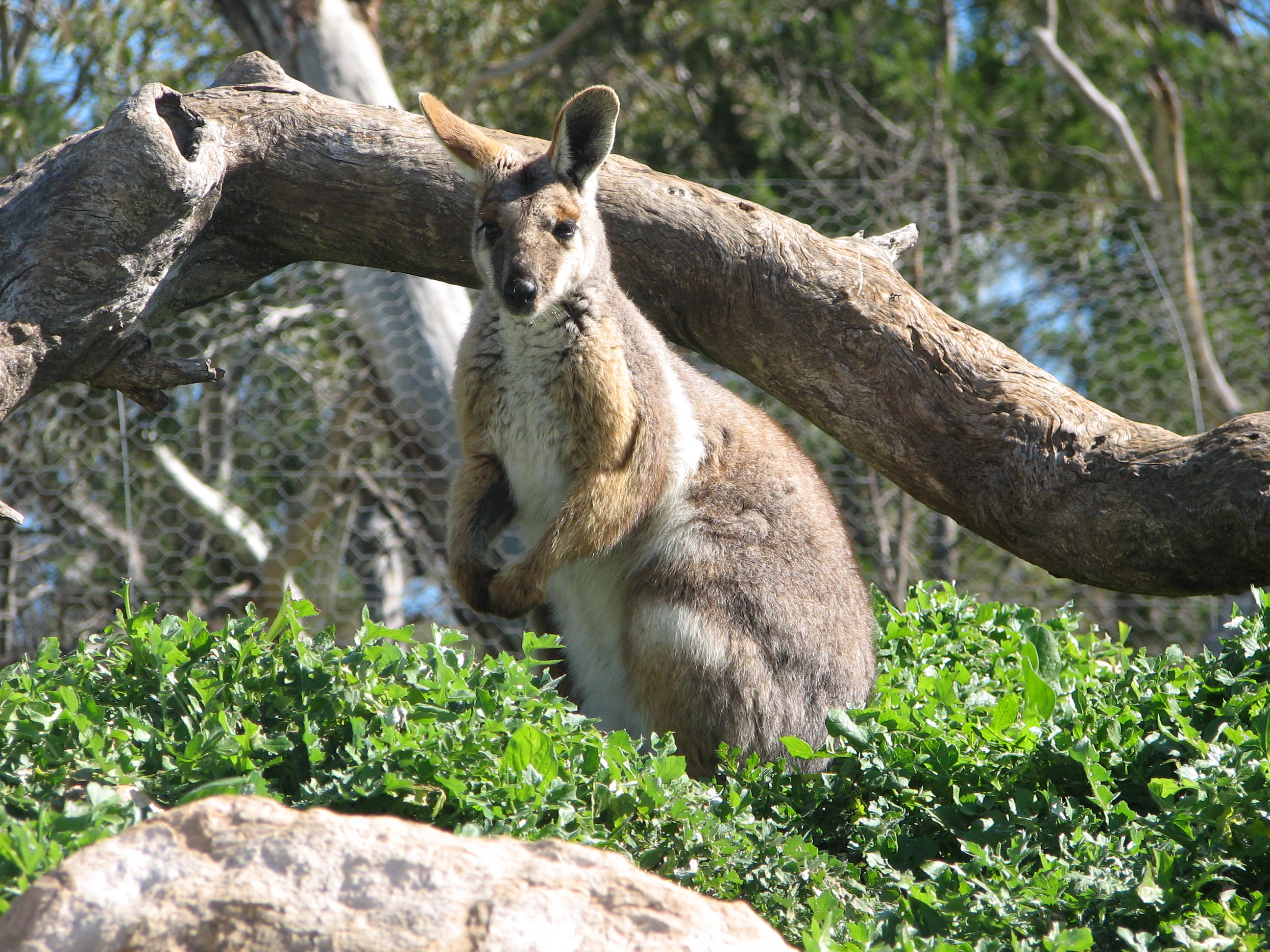 Yellow-footed Rock Wallaby, Monarto Zoo, South Australia - Trevor's Travels
