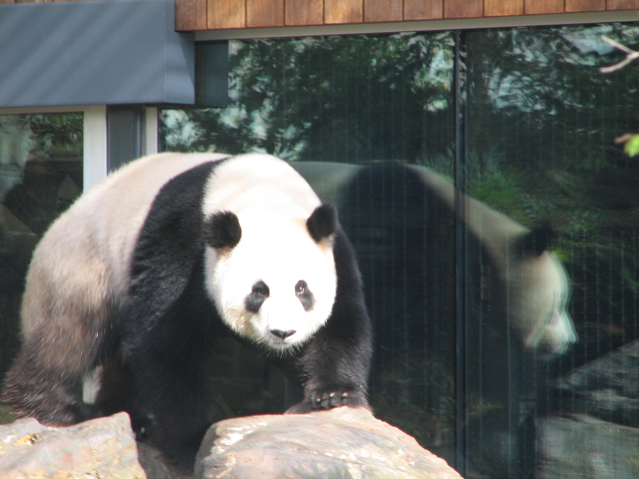 Giant Panda, Adelaide Zoo, South Australia - Trevor's Travels