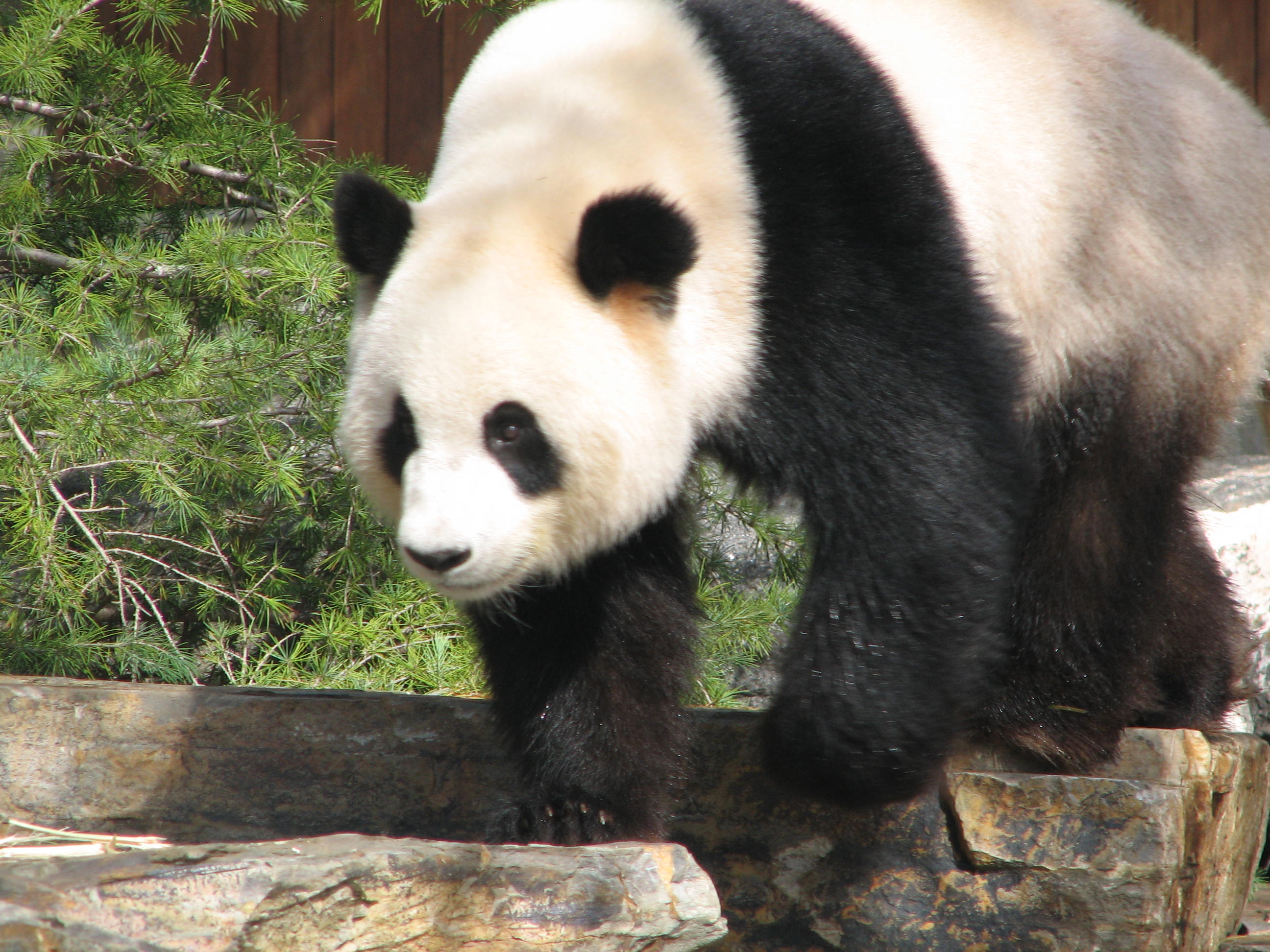 Giant Panda, Adelaide Zoo, South Australia - Trevor's Travels