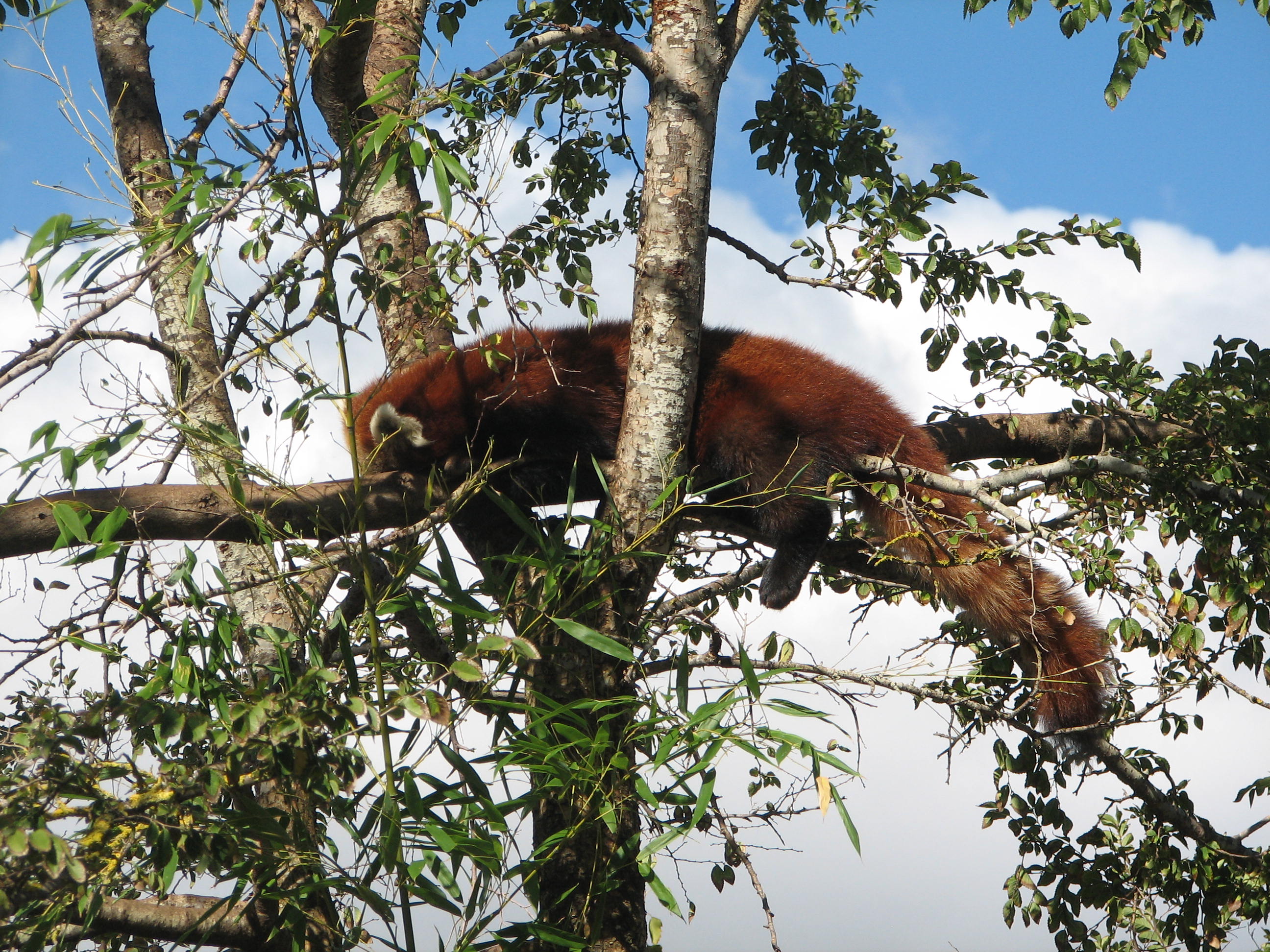 Red Panda at Adelaide Zoo, South Australia - Trevor's Travels