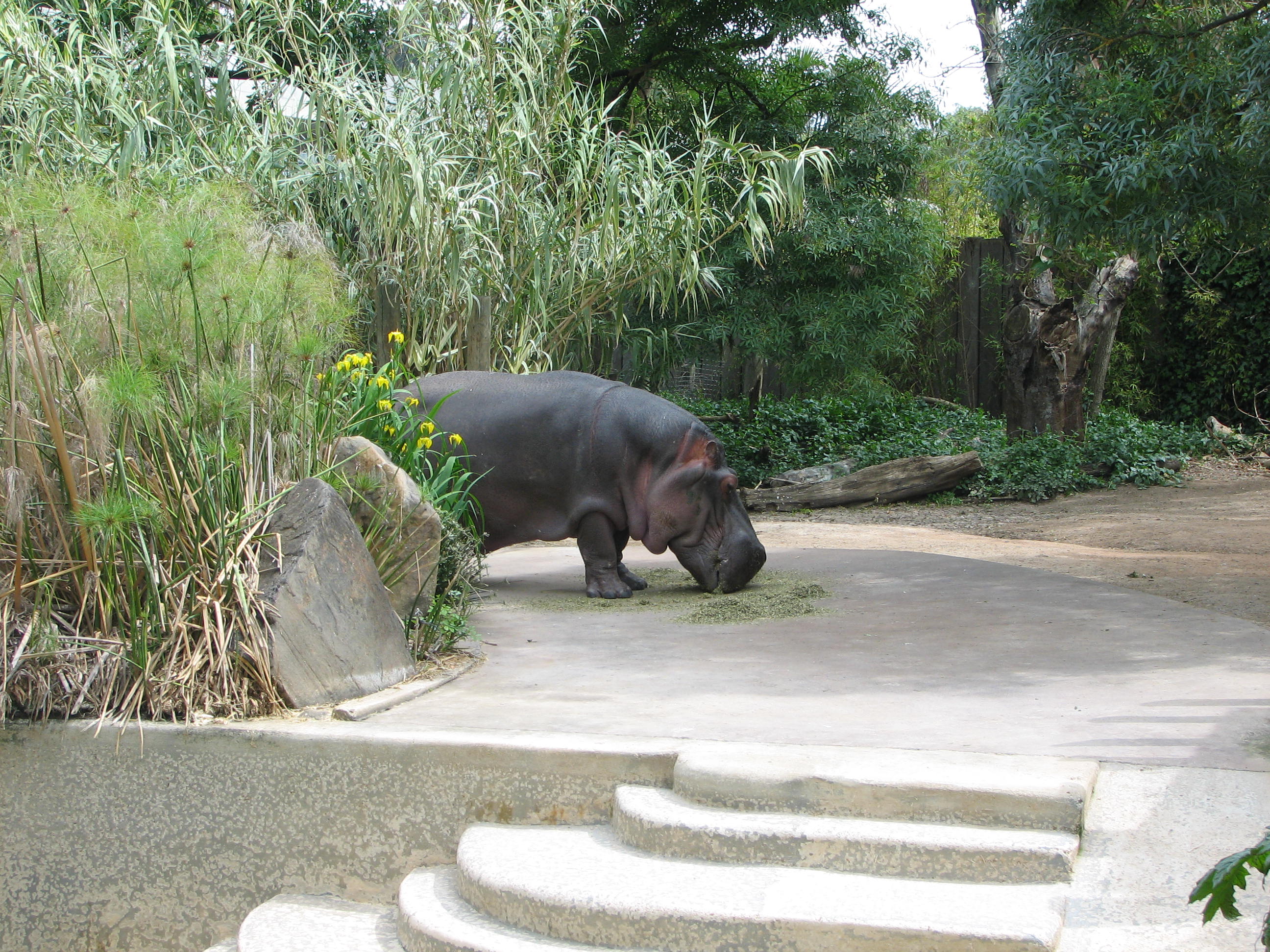 Hippopotamus, Adelaide Zoo - Trevor's Travels