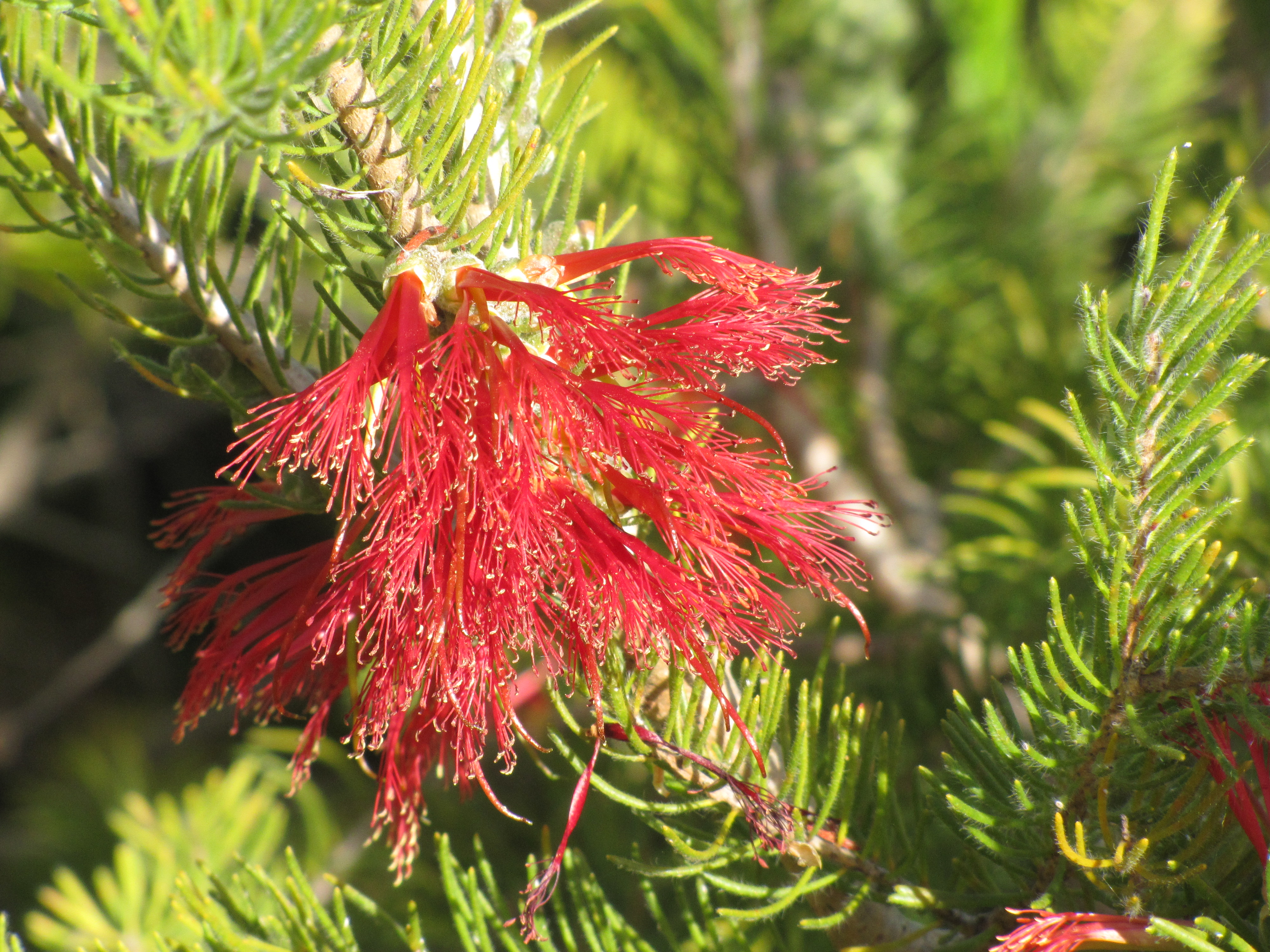 Calothamnus quadrifidus (one-sided bottlebrush), Edithburgh Reserve ...