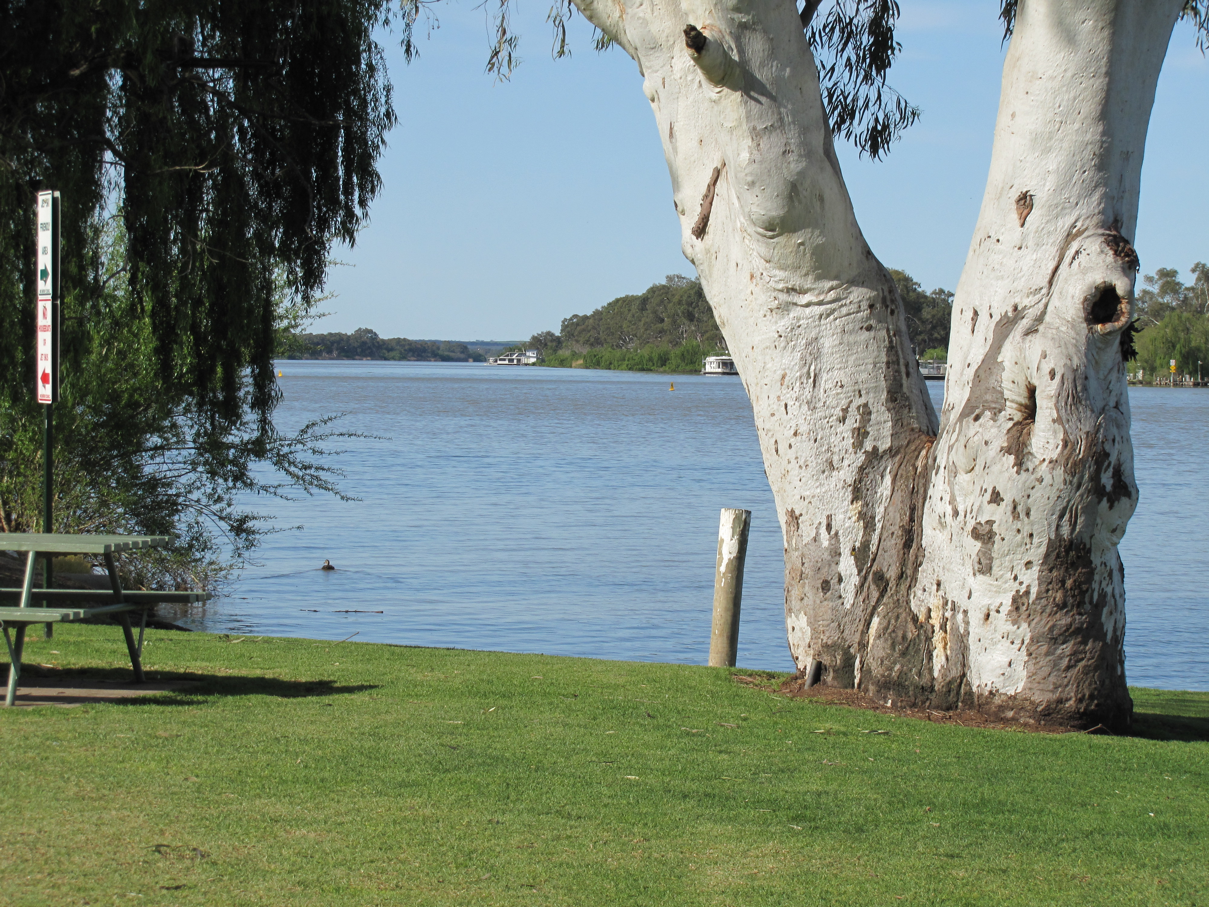 Murray River, Mannum, South Australia - Trevor's Travels