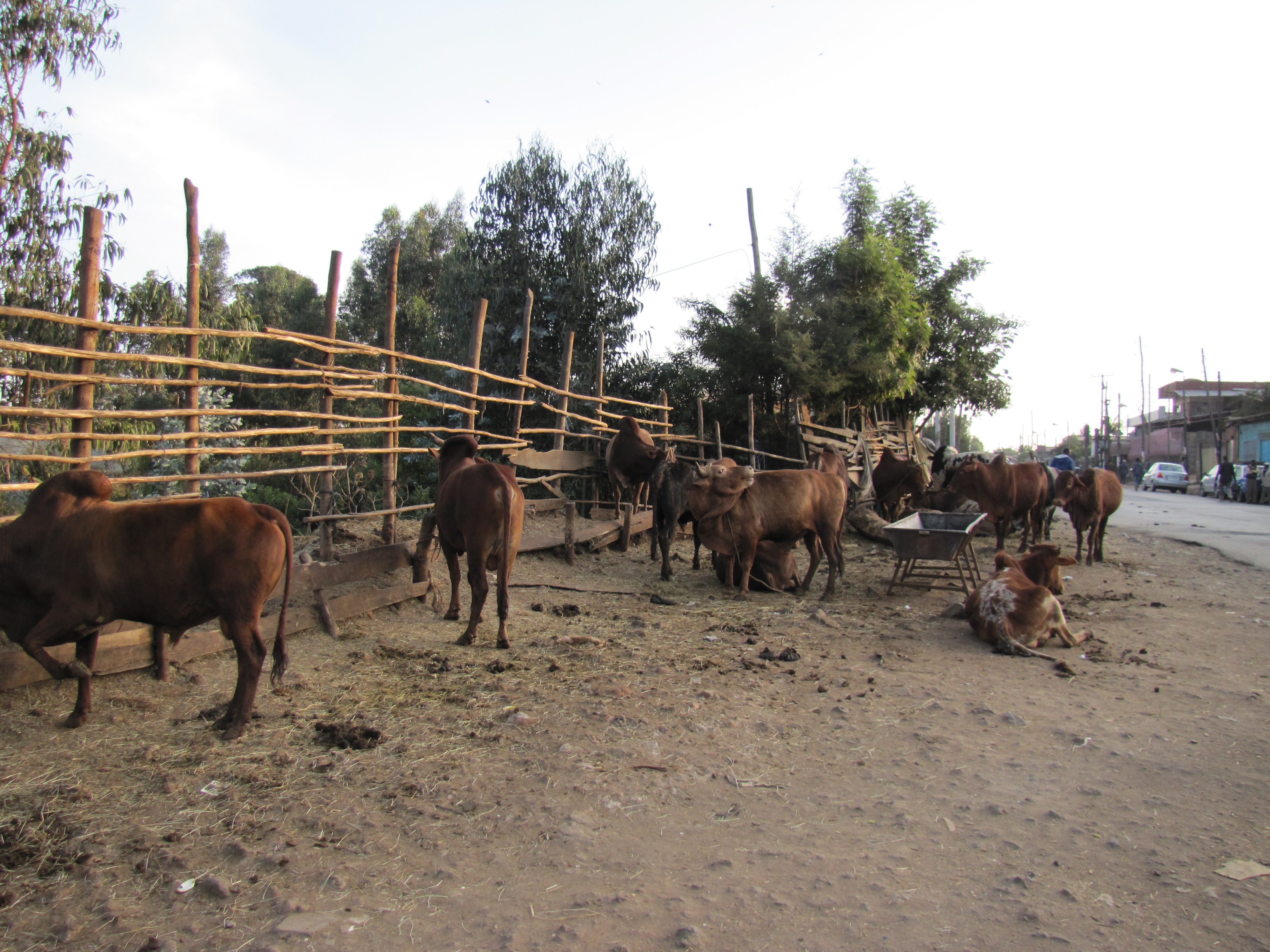 Animal markets in the streets of Addis Ababa, Ethiopia - Trevor's Travels