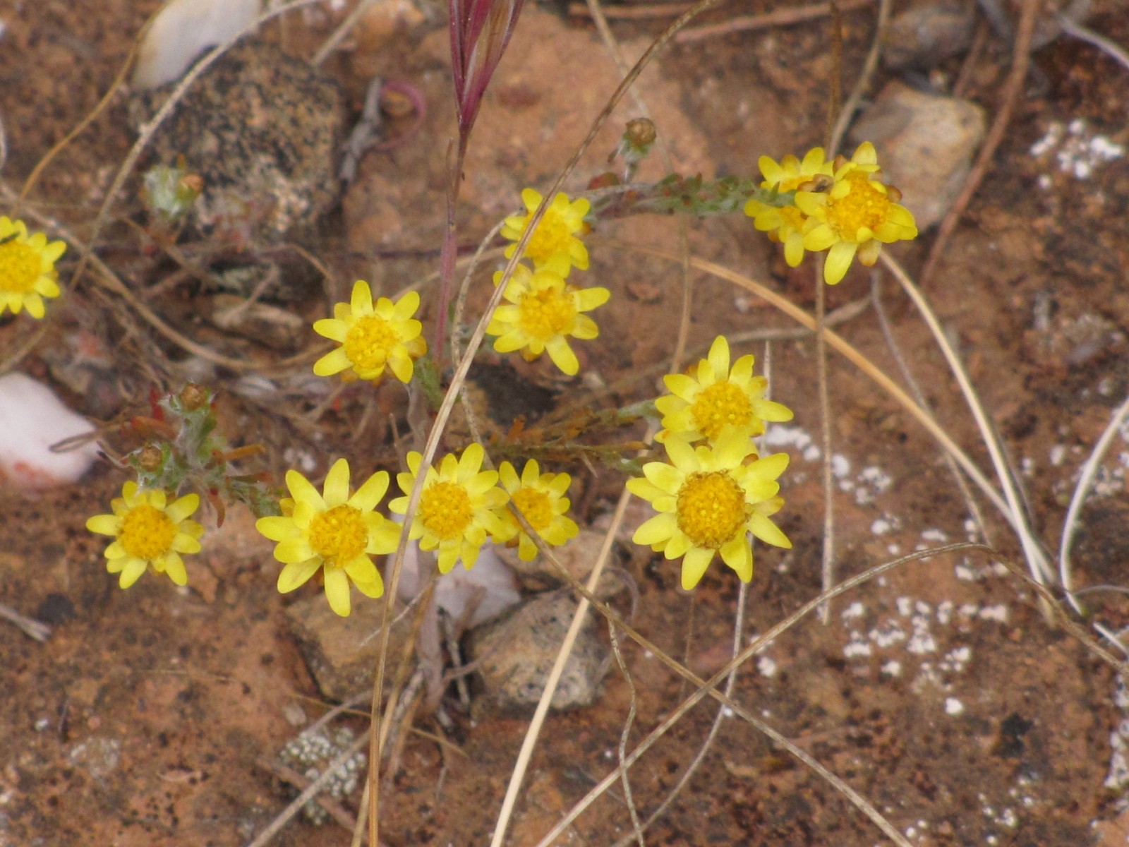Wildflowers in the Greg Duggan Nature Reserve - Trevor's Travels