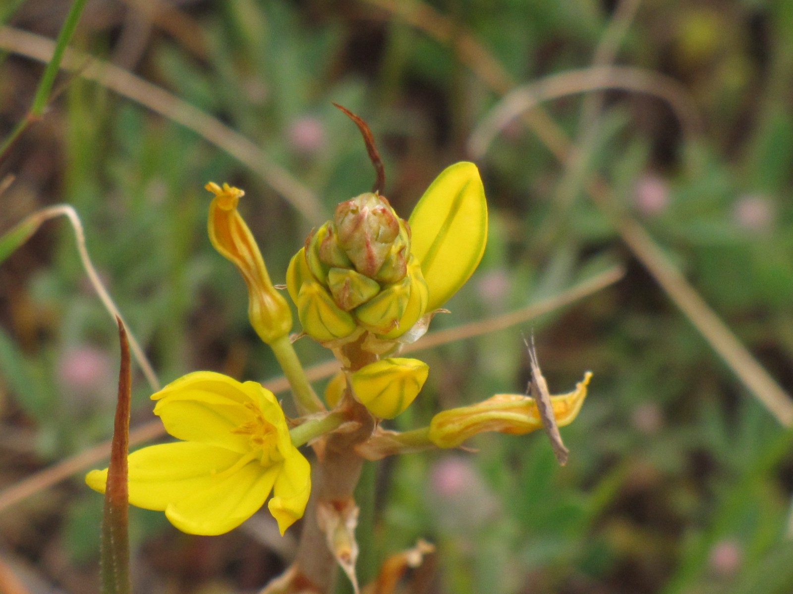 Wildflowers in the Greg Duggan Nature Reserve - Trevor's Travels