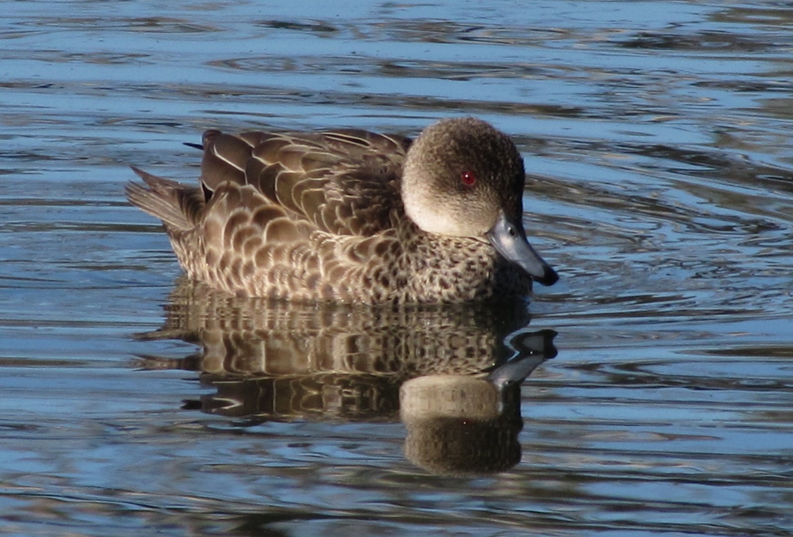 Mt Lofty Ranges Archives - Trevor's Travels - Trevor's Travels