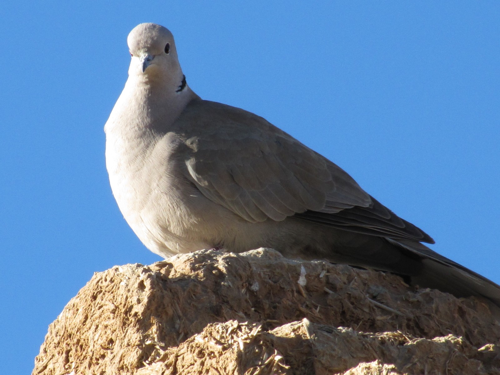 Some birds of the Sahara in Morocco - Trevor's Travels