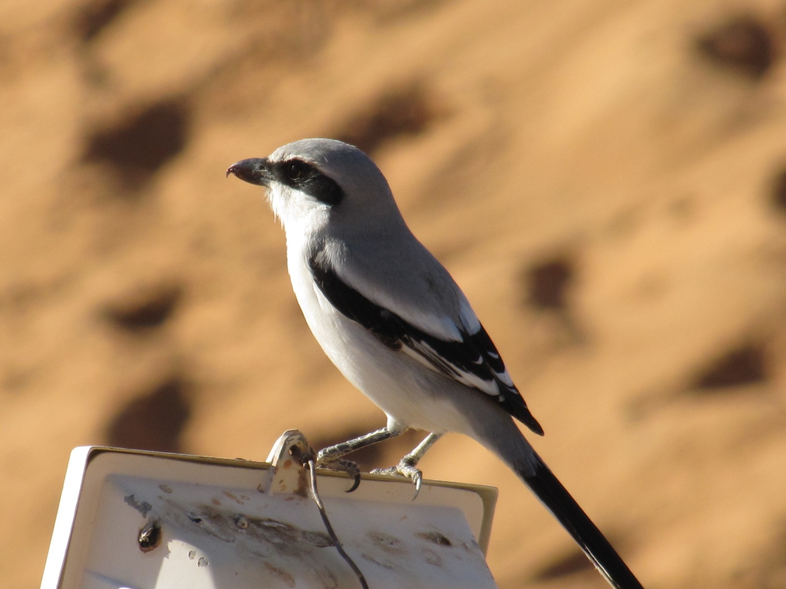 Some birds of the Sahara in Morocco - Trevor's Travels